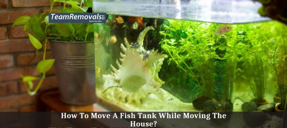 Ultimate Guide To Safely Move A Fish Tank Without Risk